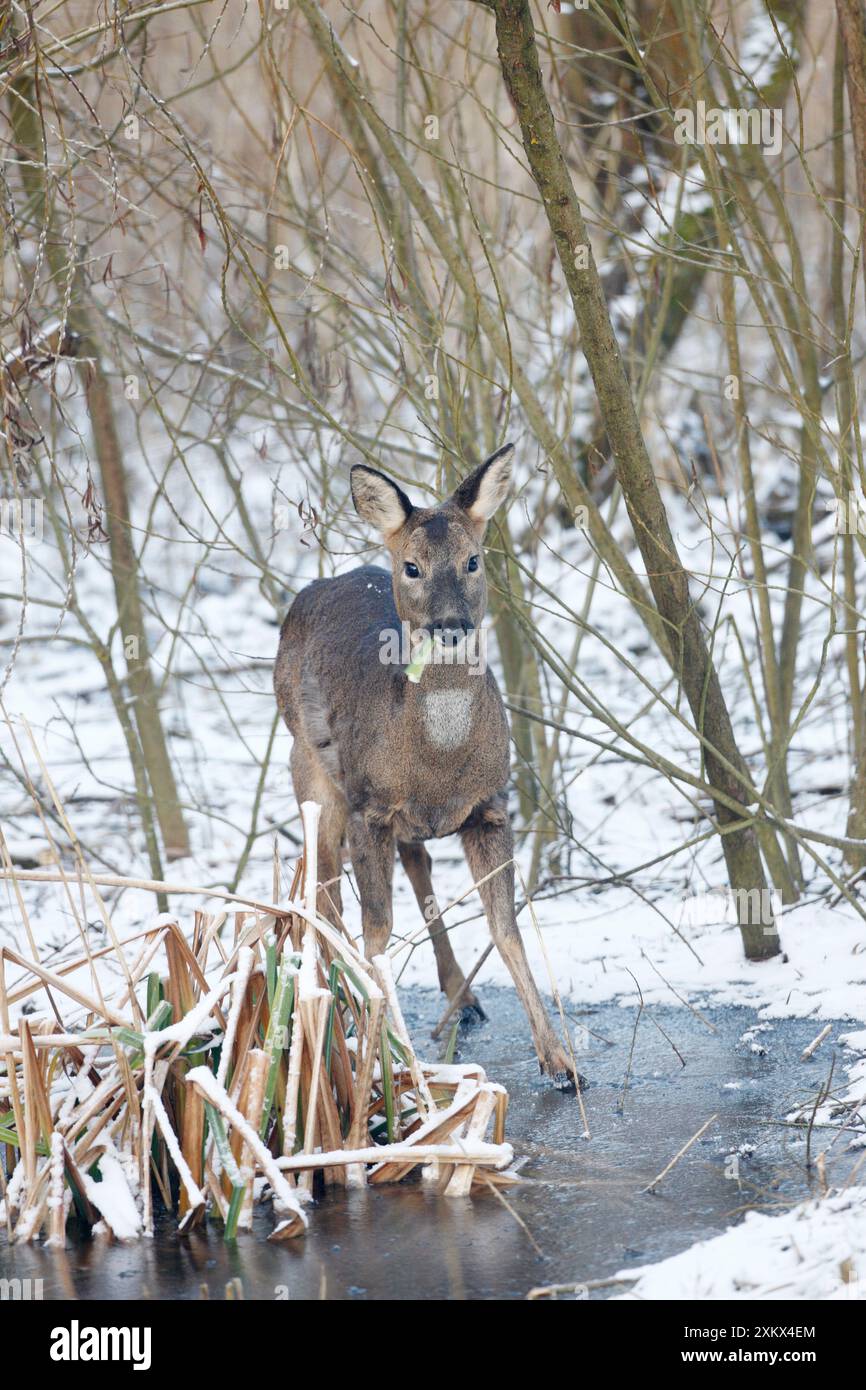 Roe Deer - Female eating at a frozen Pond Stock Photo - Alamy