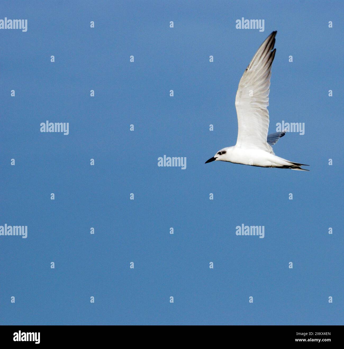 White in plumage hi-res stock photography and images - Alamy
