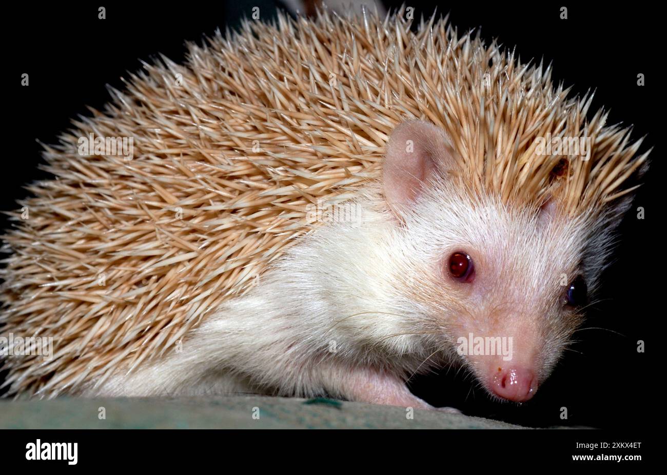 African Pygmy Hedgehog - a domesticated form of Stock Photo - Alamy