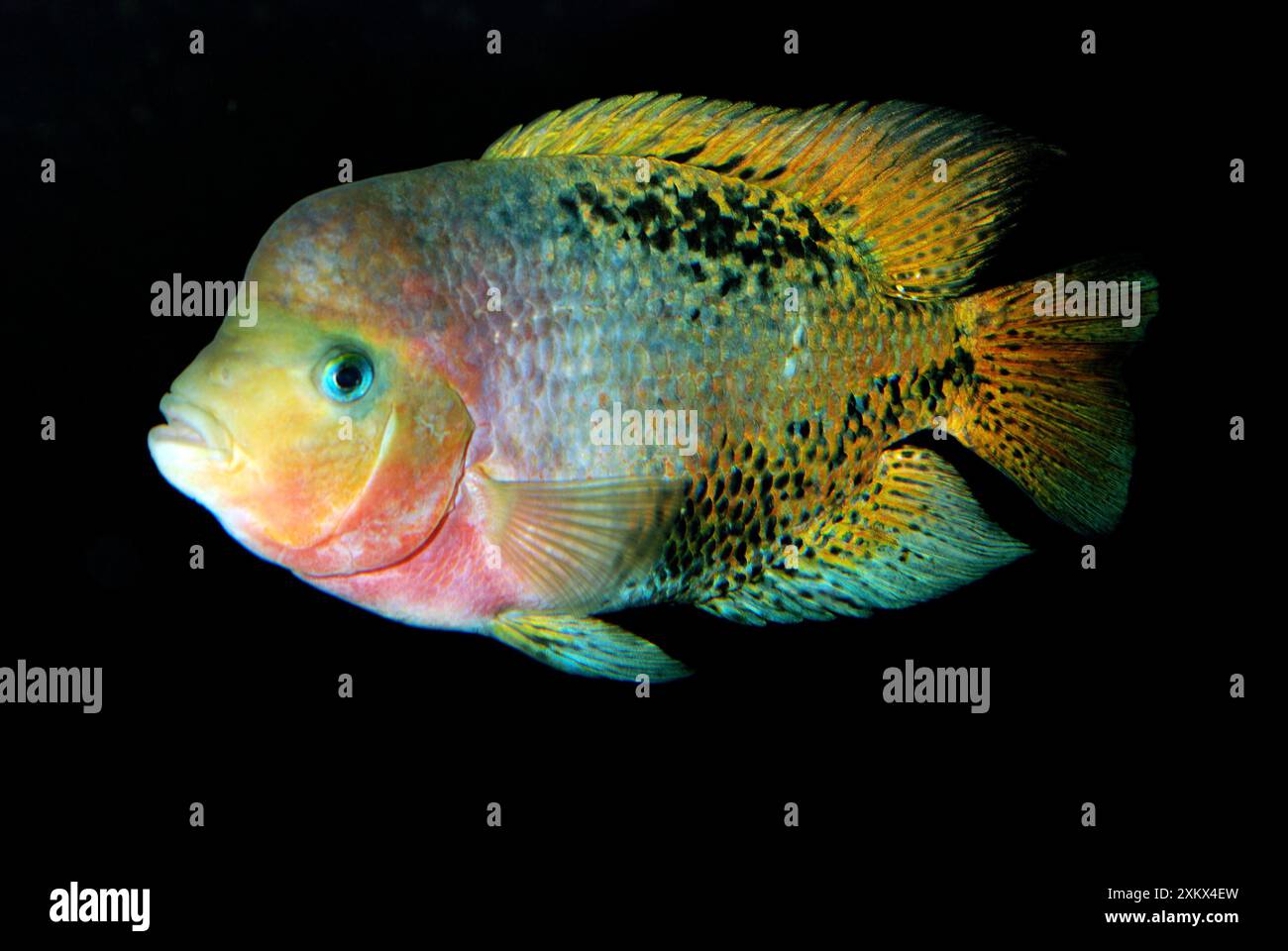 Central american cichlids hi-res stock photography and images - Alamy