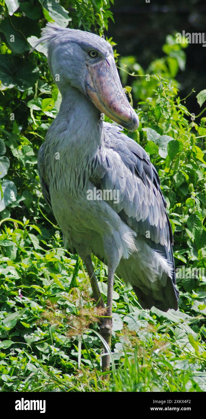 Shoebill - inhabits papyrus swamps Stock Photo - Alamy