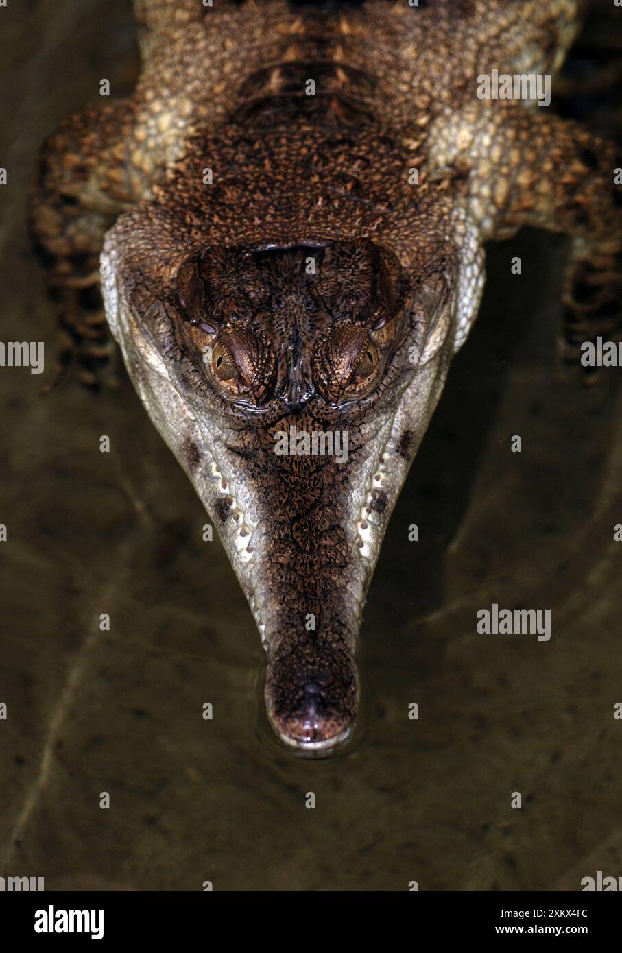 African Slender-nosed Crocodile Stock Photo - Alamy