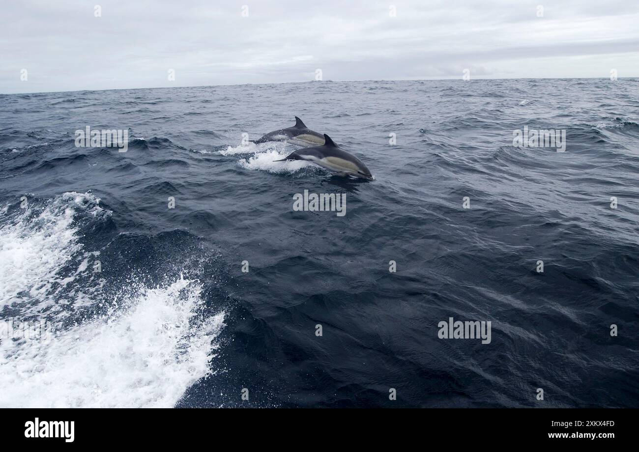 Common Dolphin - Jumping from water Stock Photo - Alamy