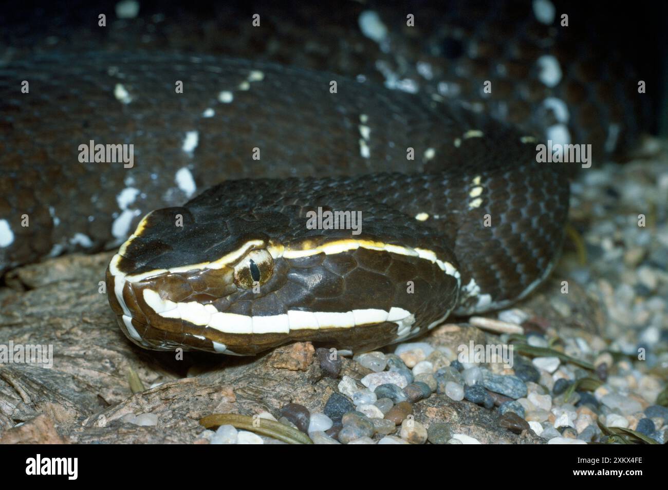Mexican Cantil / Mexican Moccasin Snake Stock Photo - Alamy