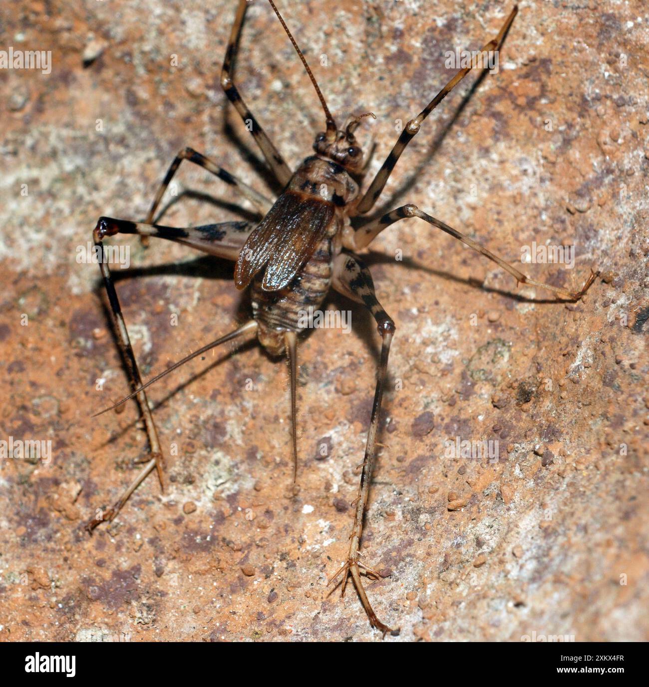 Cave Cricket - underground caves and tunnels Stock Photo - Alamy