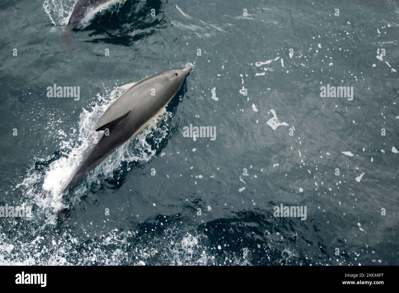 Common Dolphin - Swimming Stock Photo - Alamy