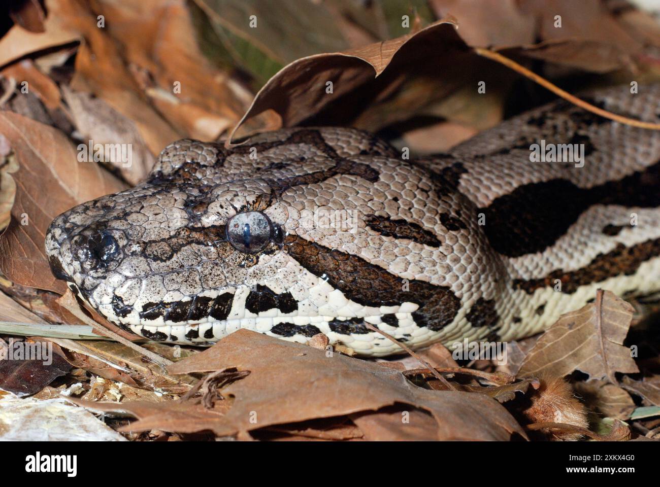 Ground boa snake hi-res stock photography and images - Alamy
