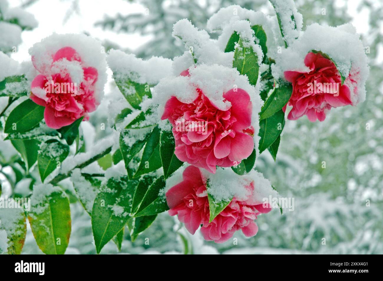 Snow pink flower camellias hi-res stock photography and images - Alamy