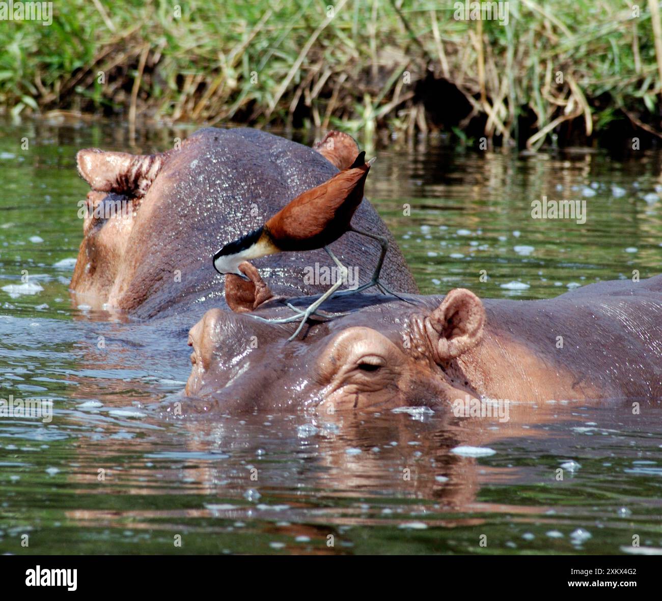 Operation jacana hi-res stock photography and images - Alamy