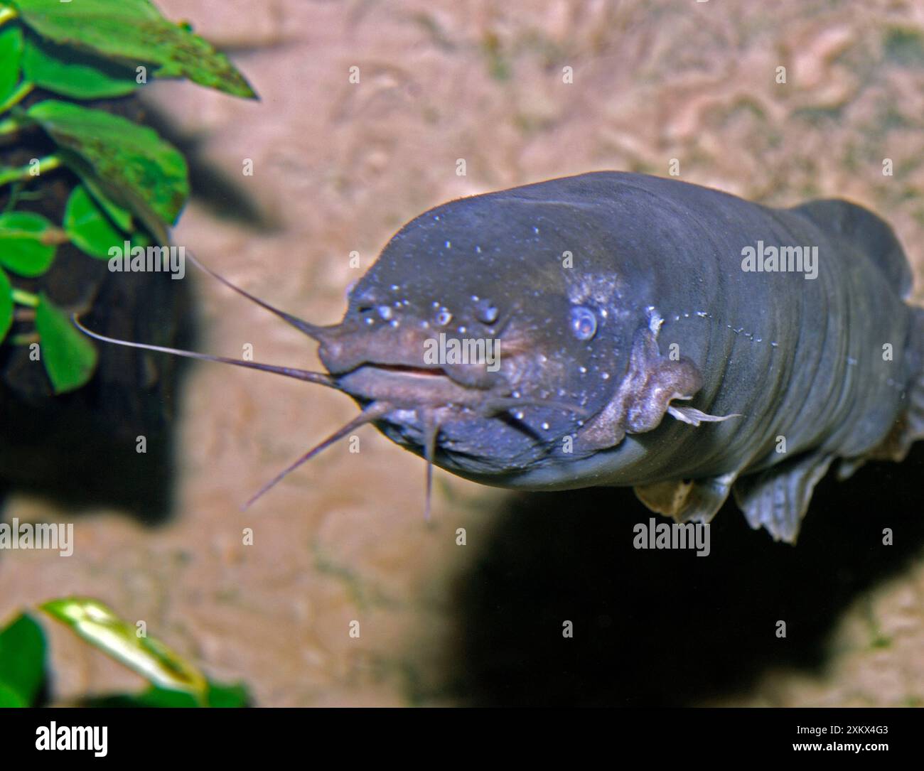 Electric catfish fish hi-res stock photography and images - Alamy