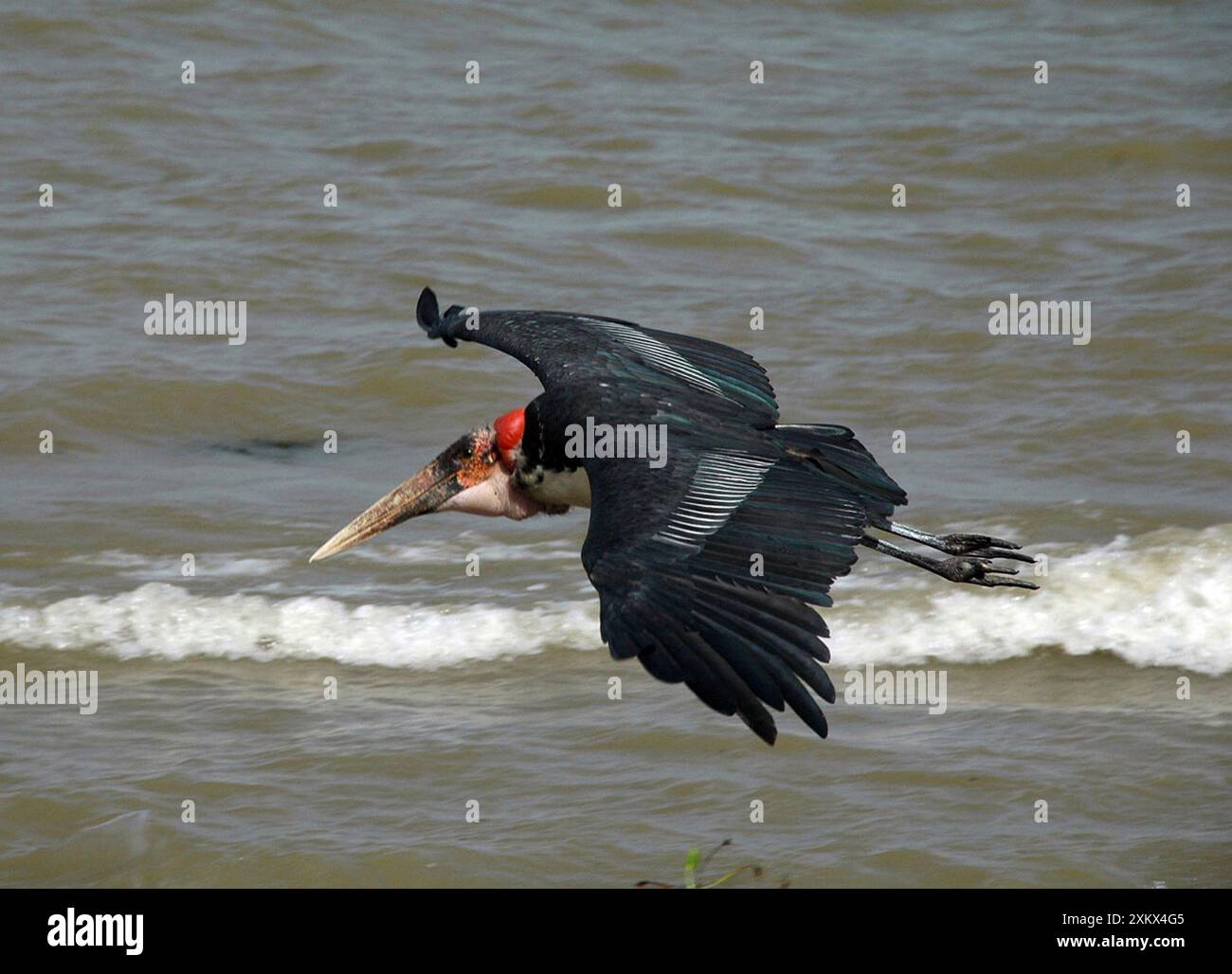Marabou Stork - in flight over water Stock Photo - Alamy