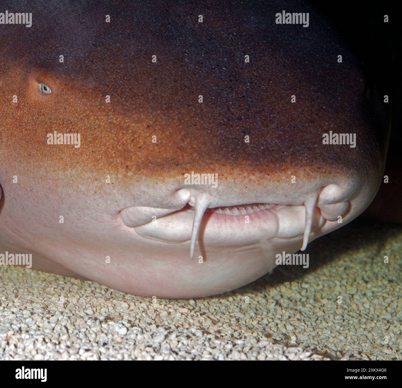 Gabon and cape verde hi-res stock photography and images - Alamy