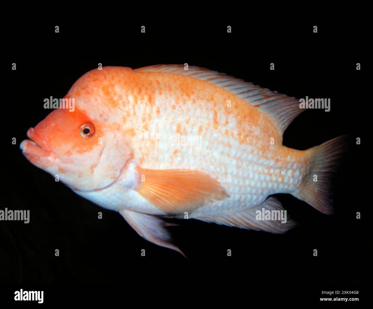 Midas cichlid hi-res stock photography and images - Alamy