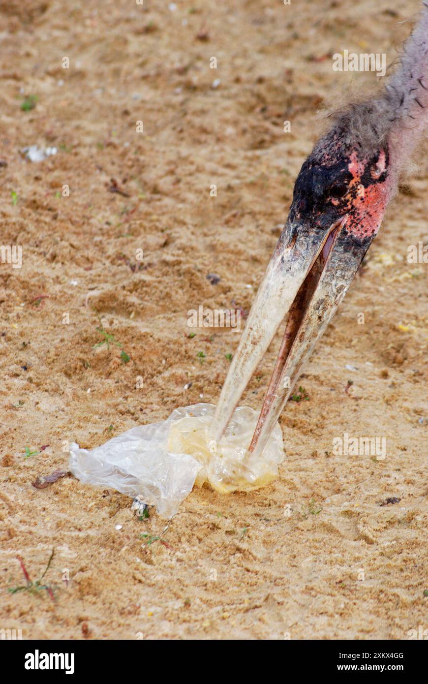 Marabou Stork - investigating plastic bag litter Stock Photo - Alamy