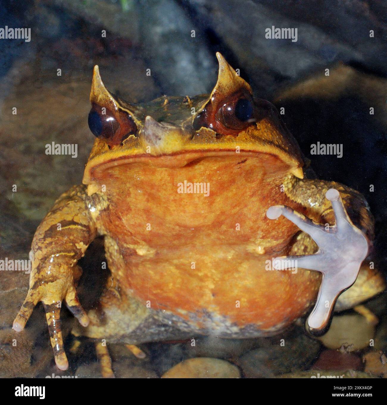 Grumpy frog hi-res stock photography and images - Alamy