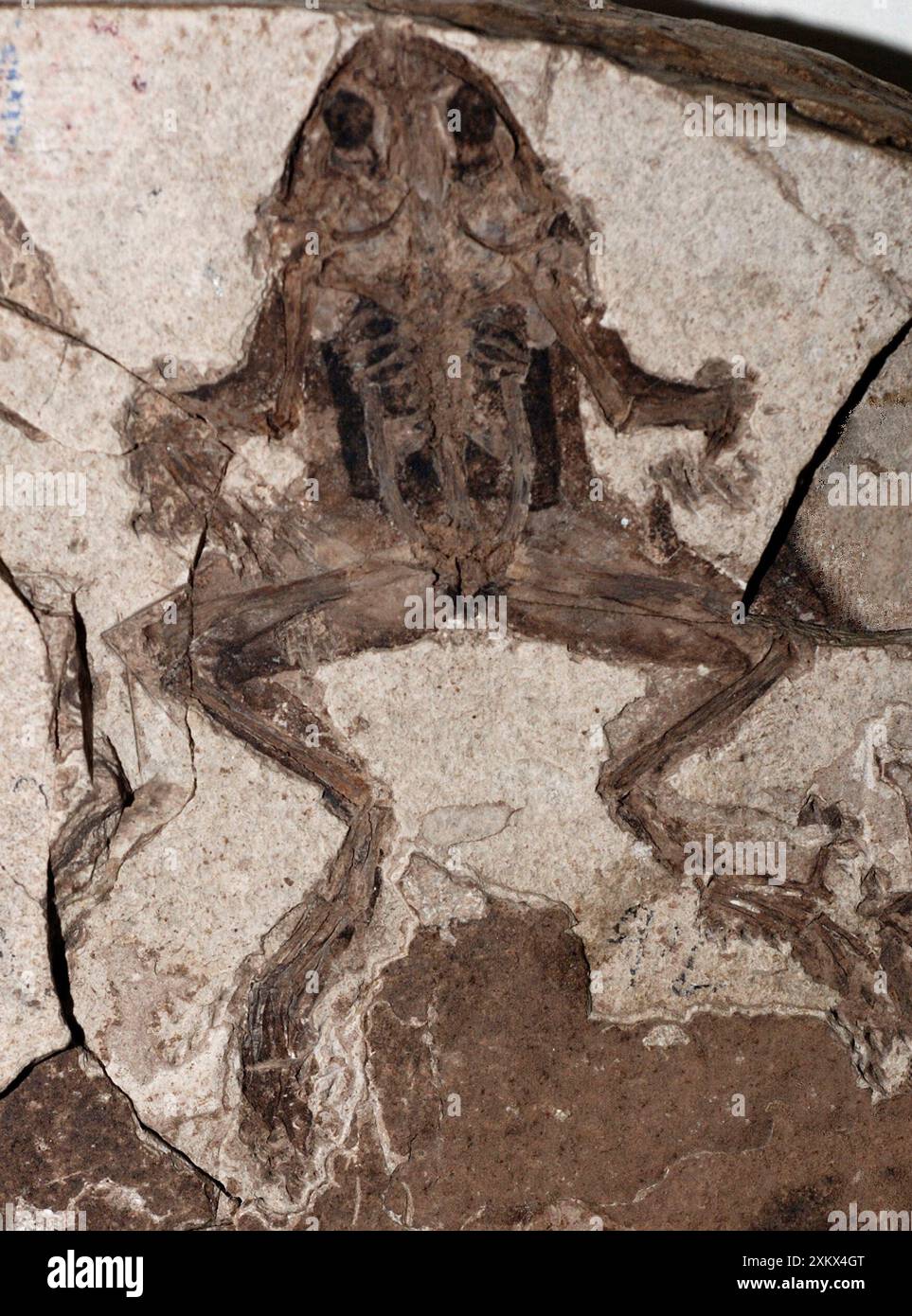 Miocene animals hi-res stock photography and images - Alamy