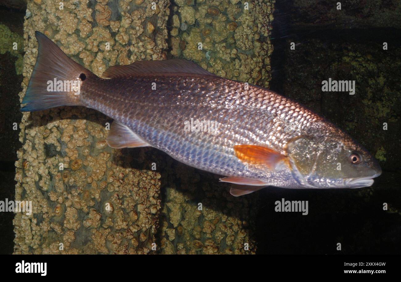 Red Drum - coastal waters Western Atlantic from Stock Photo - Alamy