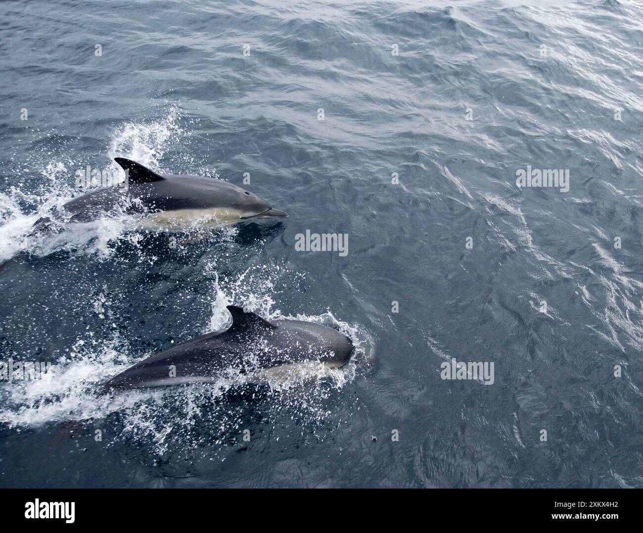 Common Dolphin - Swimming Stock Photo - Alamy