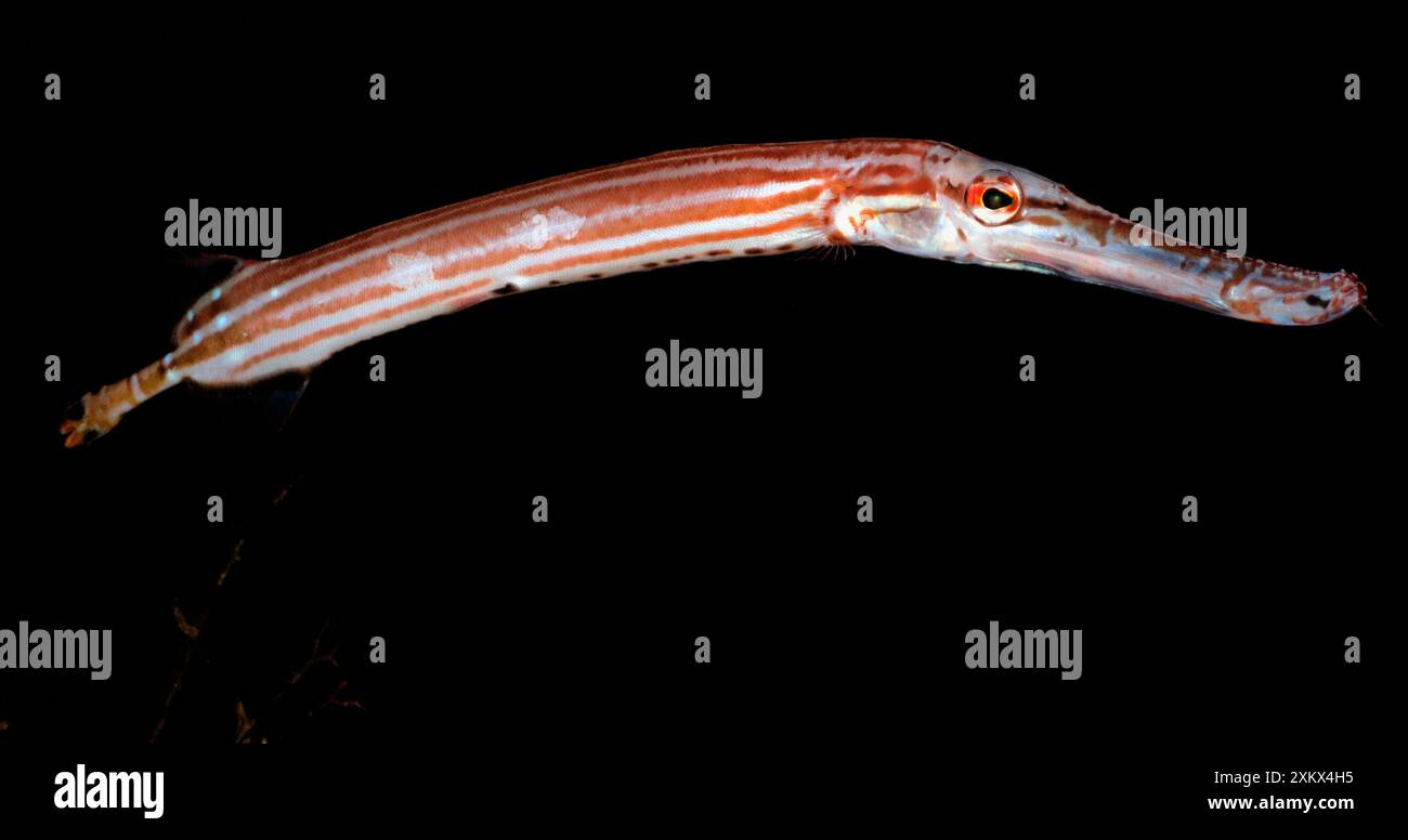 Chinese Trumpet Fish Stock Photo - Alamy
