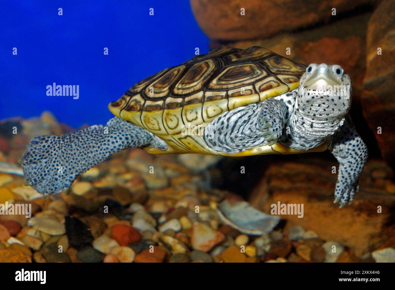 Texas Diamondback Terrapin - Swimming underwater Stock Photo - Alamy