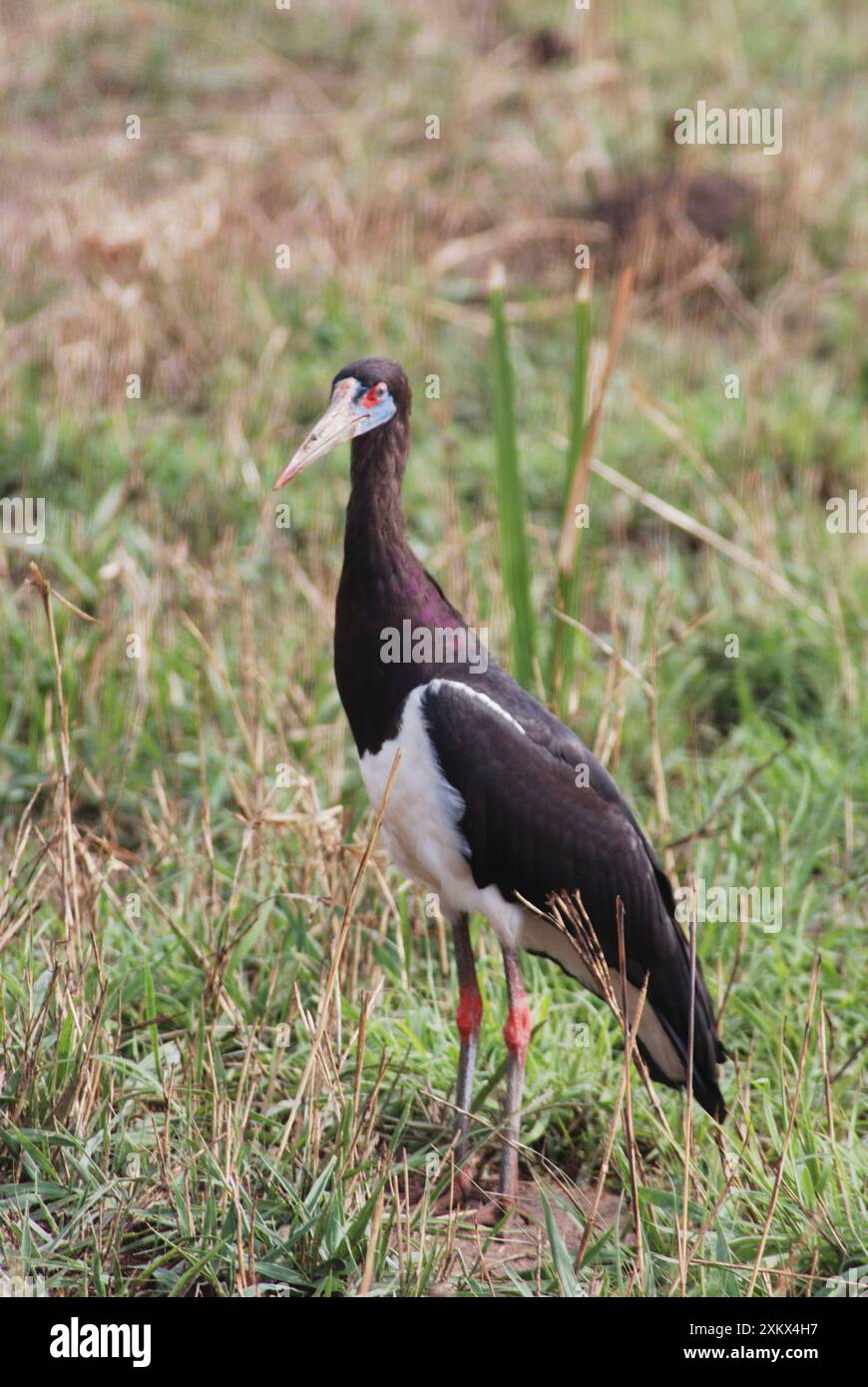 Bird field animal wildlife hi-res stock photography and images - Alamy