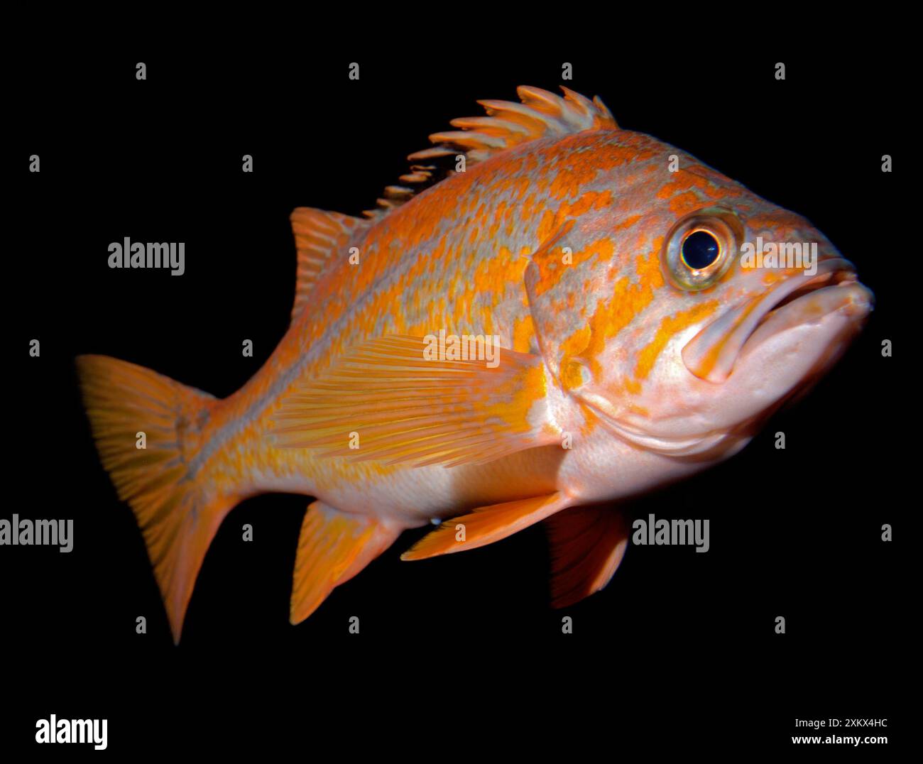 Copper Rockfish - Eastern Pacific coast and kelp Stock Photo - Alamy
