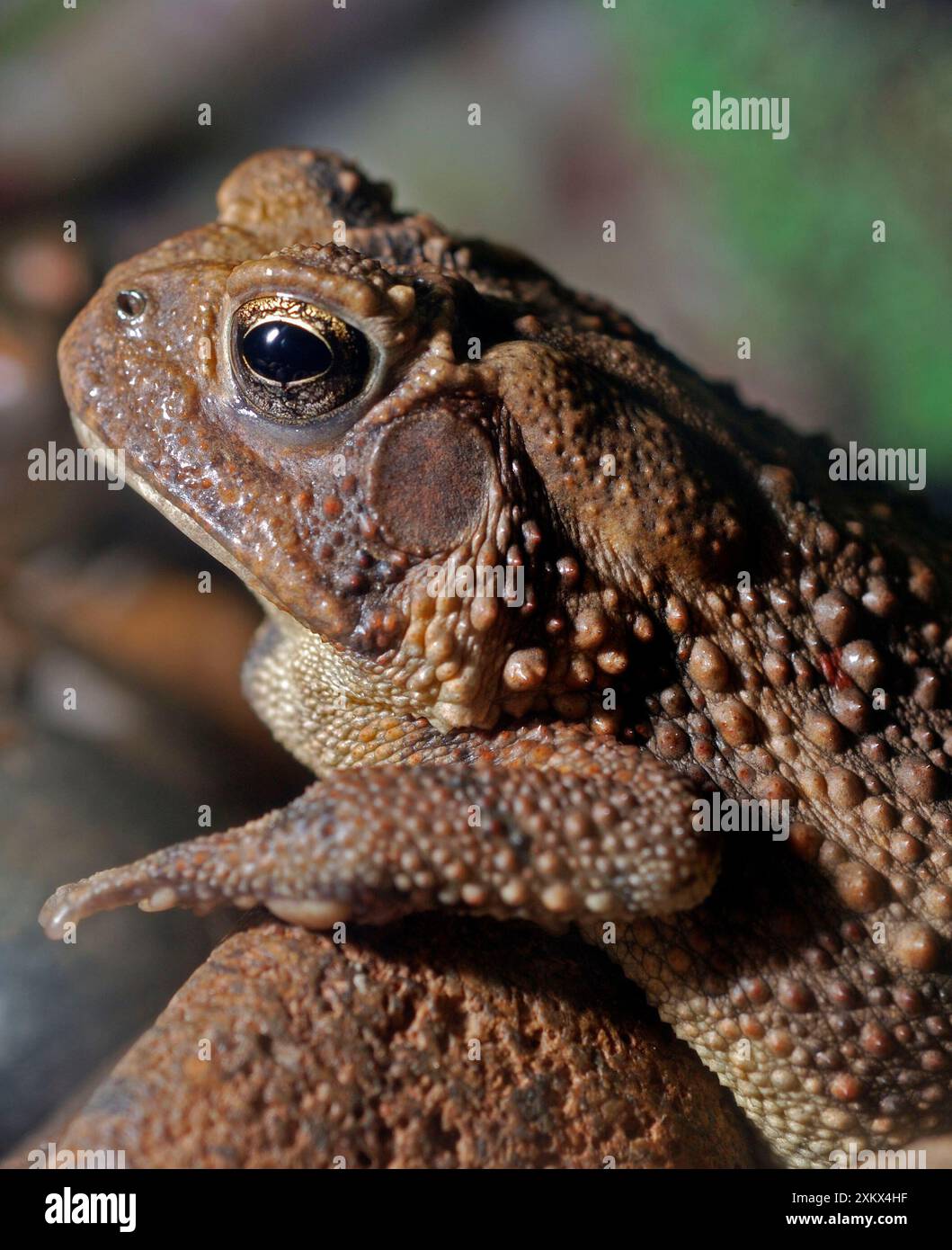 Dwarf American Toad Stock Photo - Alamy