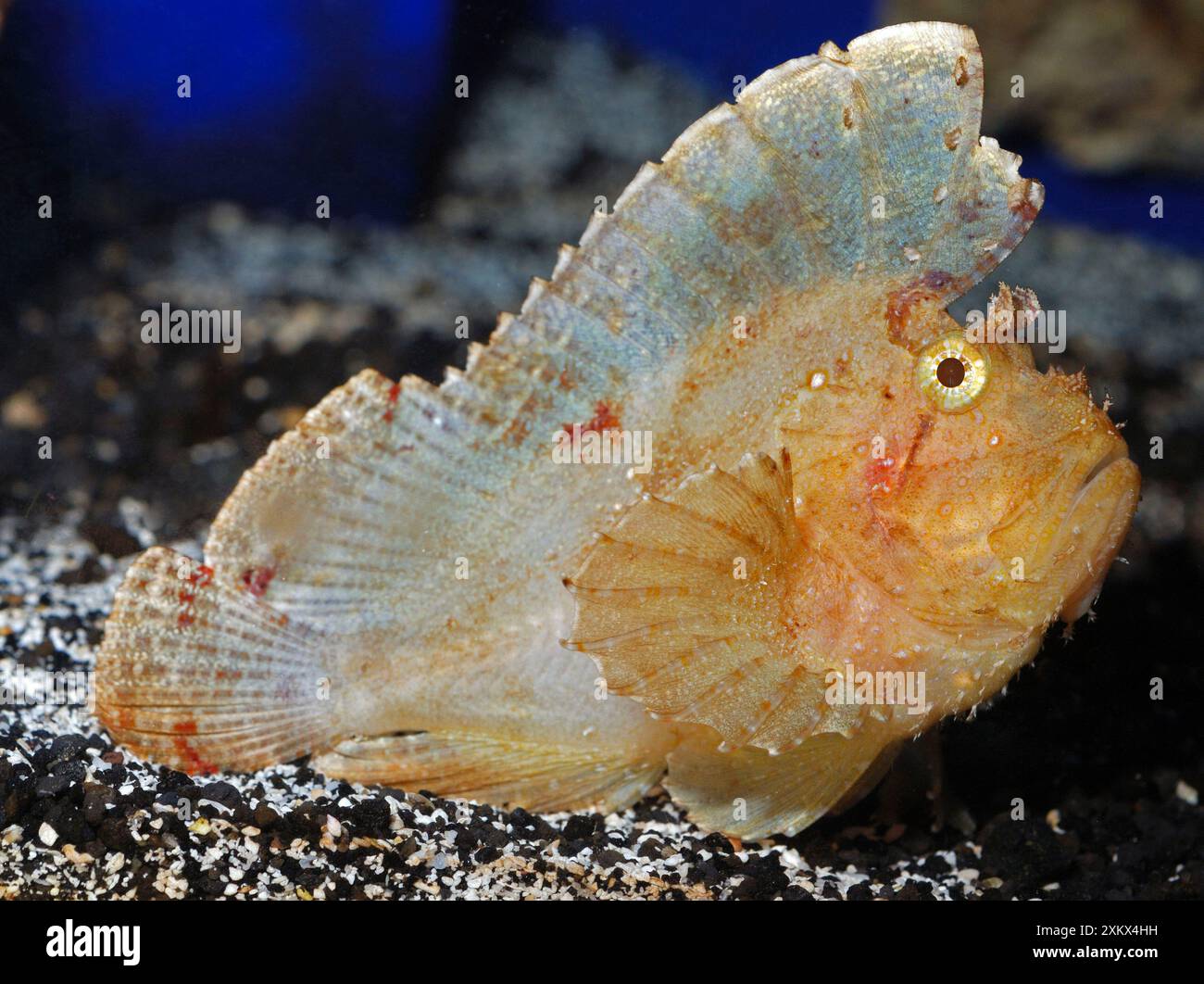 Leaf scorpionfishes hi-res stock photography and images - Alamy