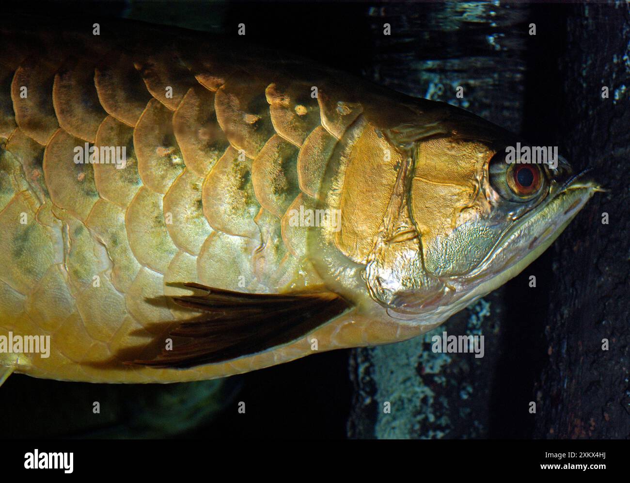 Asian Bonytongue / Asian Arawana - blackwater streams Stock Photo - Alamy