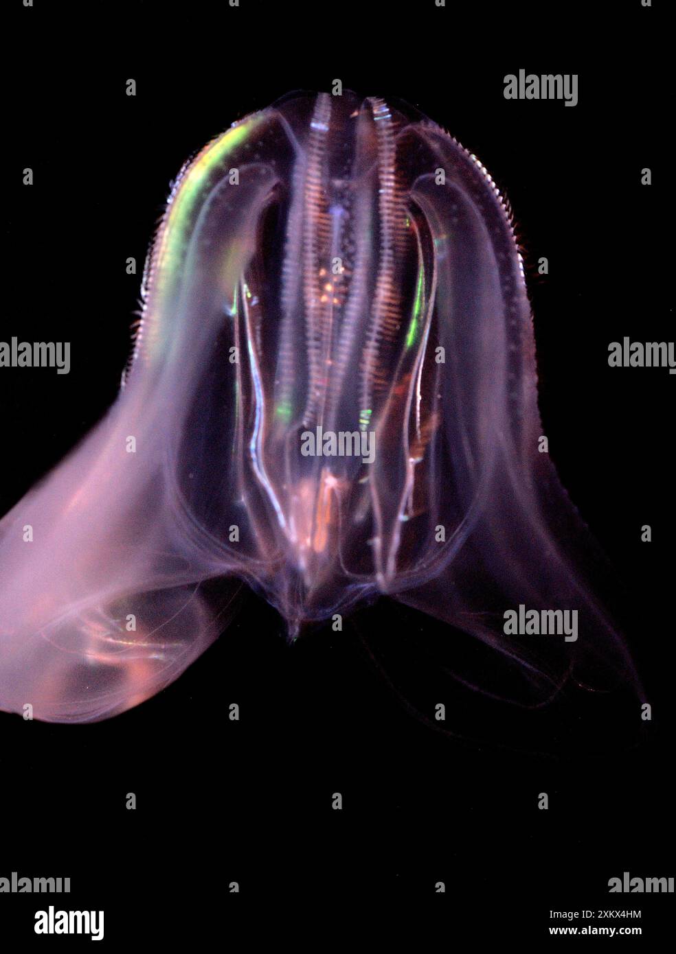 Comb Jelly - marine plankton Stock Photo - Alamy
