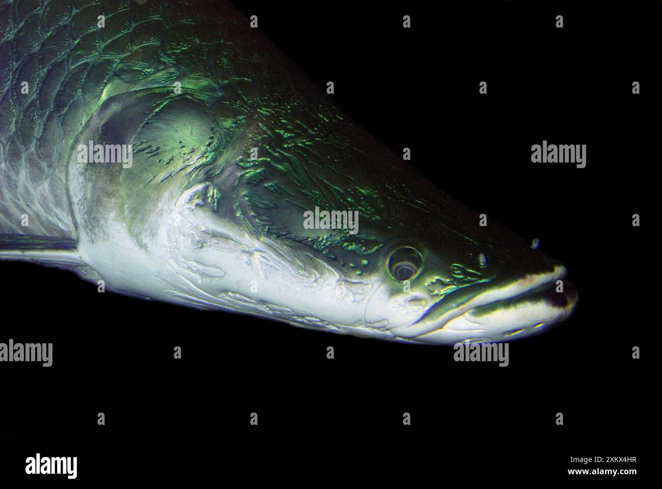 Arapaima - world's largest freshwater fish. Arapaima Stock Photo - Alamy