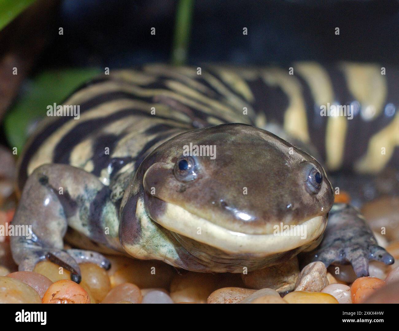 Tiger salamanders hi-res stock photography and images - Alamy