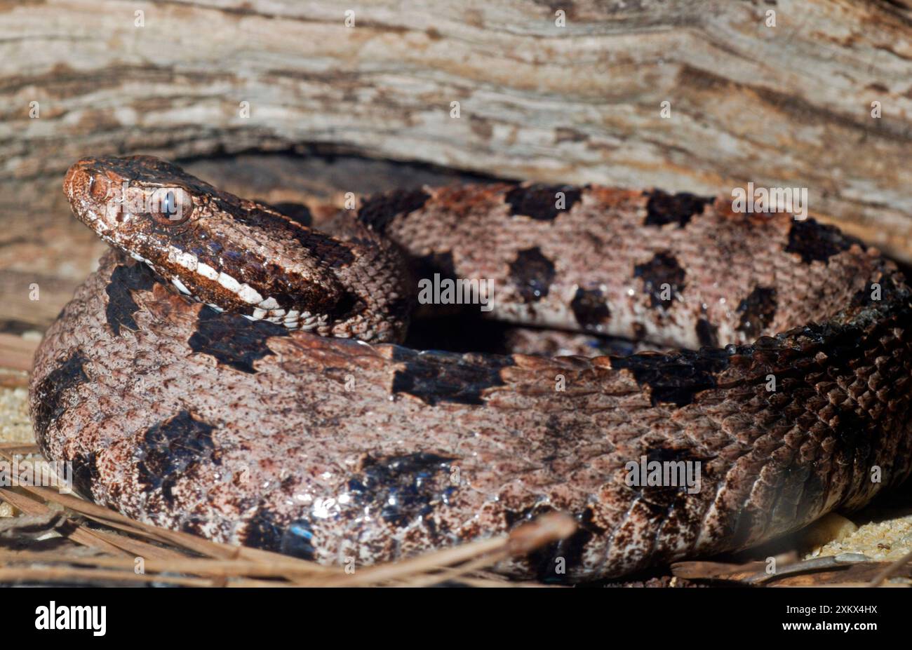 Snakes of north carolina hi-res stock photography and images - Alamy