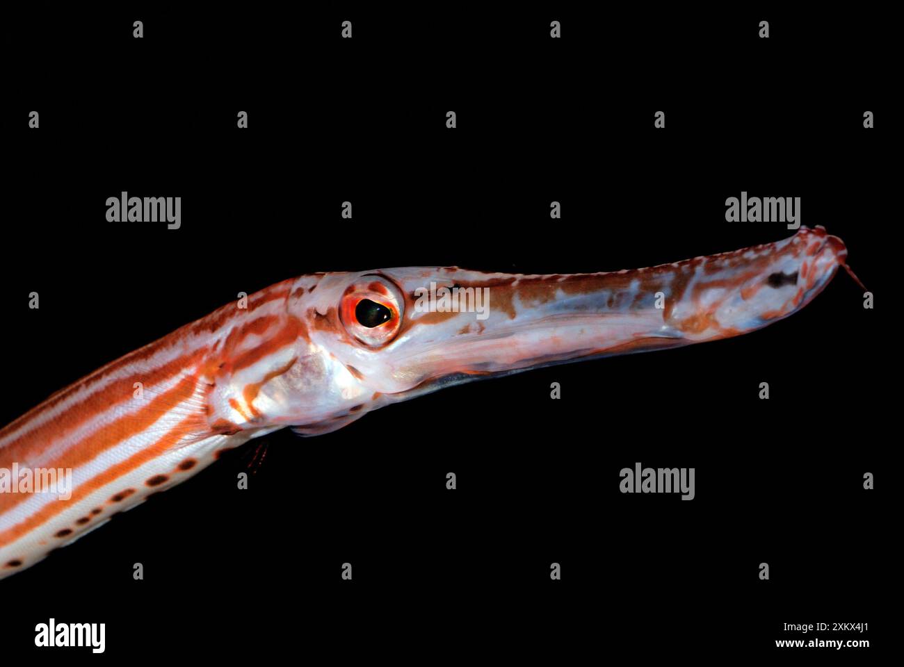 Chinese Trumpet Fish Stock Photo - Alamy