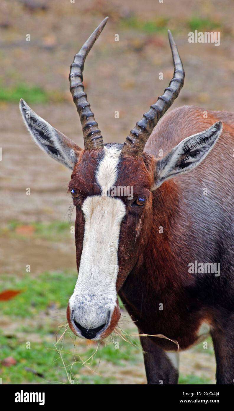 Bontebok / Blesbok Stock Photo - Alamy