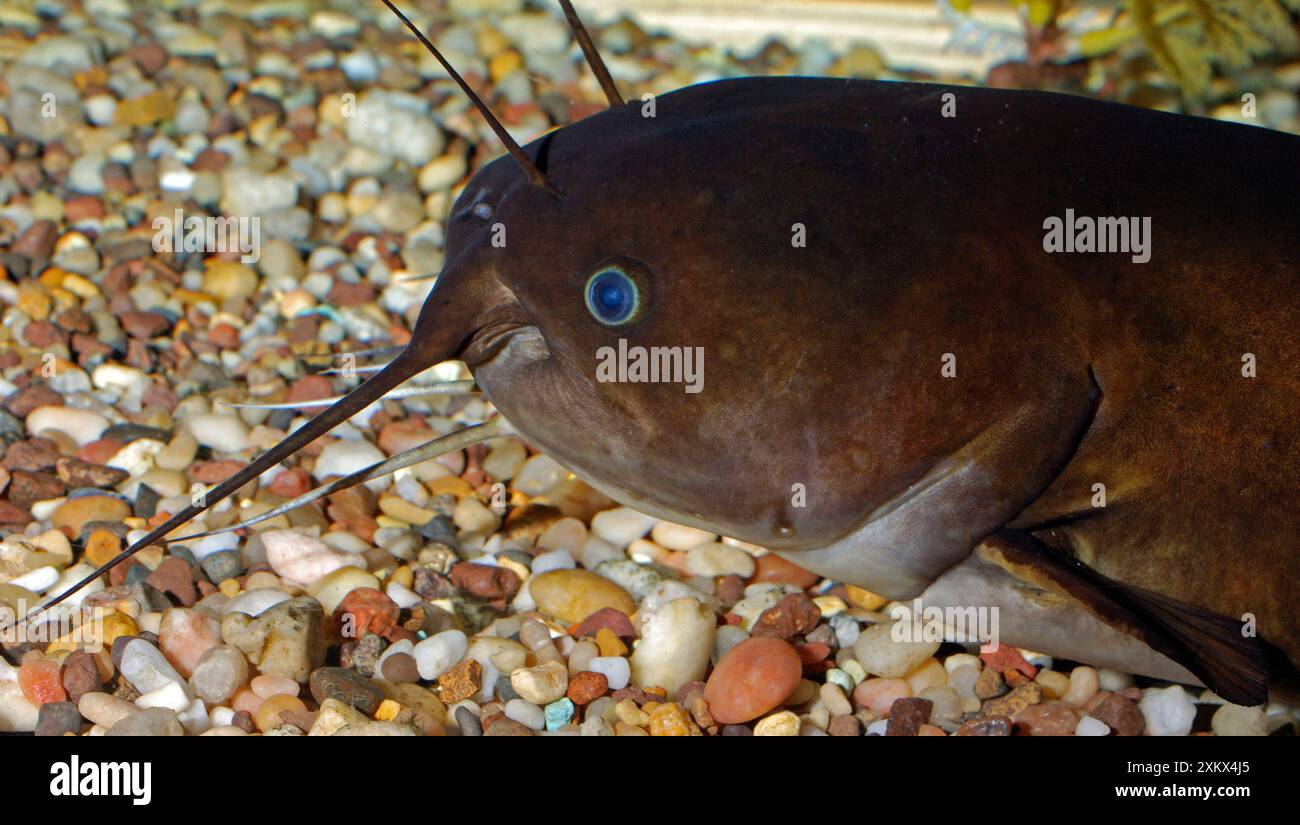 Bullhead catfish hi-res stock photography and images - Alamy