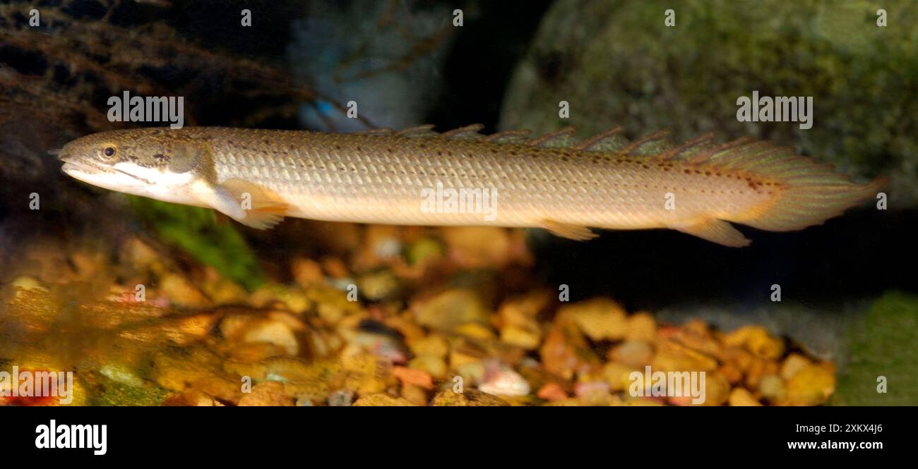 Polypterus bichir hi-res stock photography and images - Alamy
