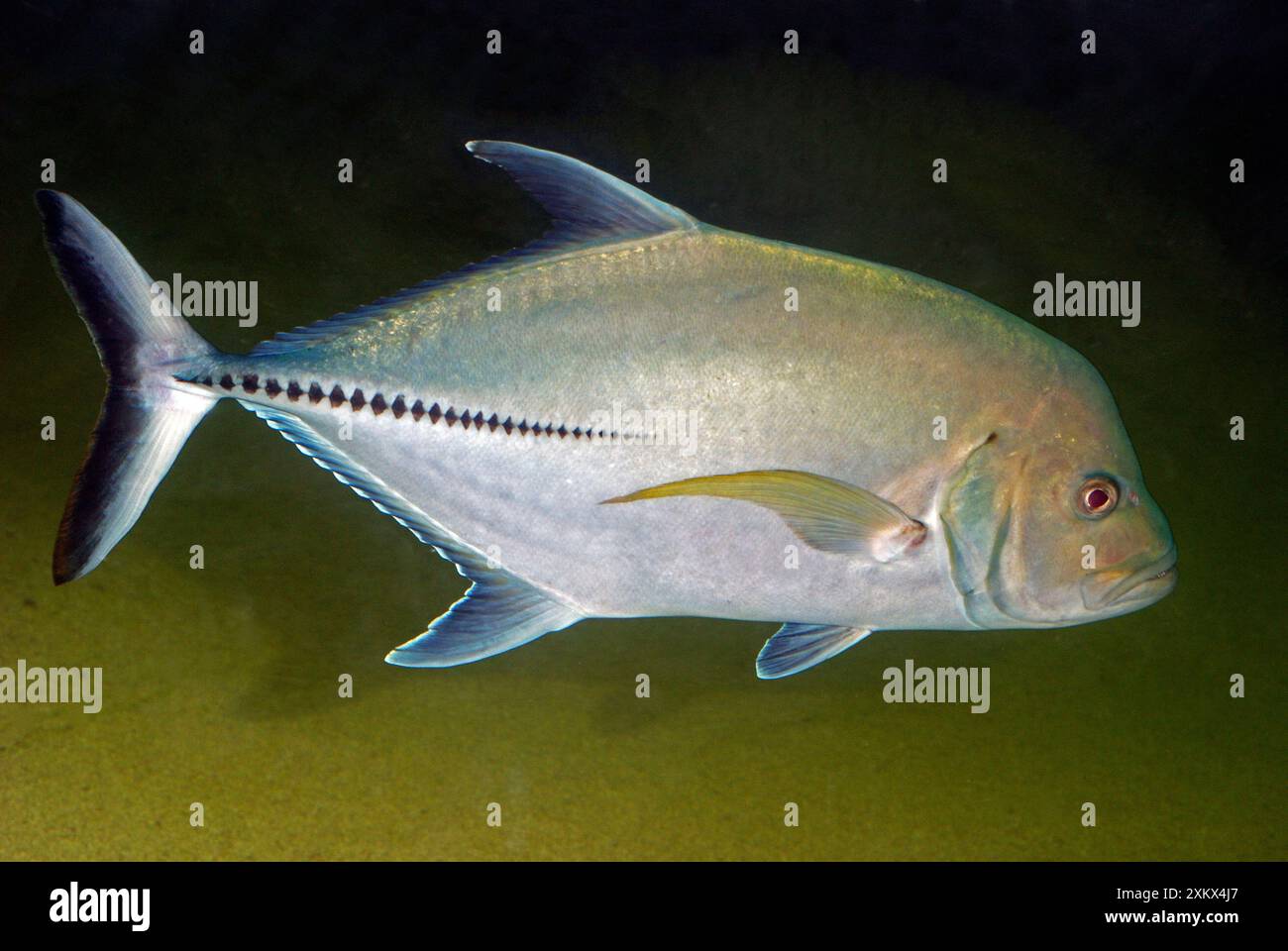 Crevalle Jack - Atlantic costal waters Stock Photo - Alamy