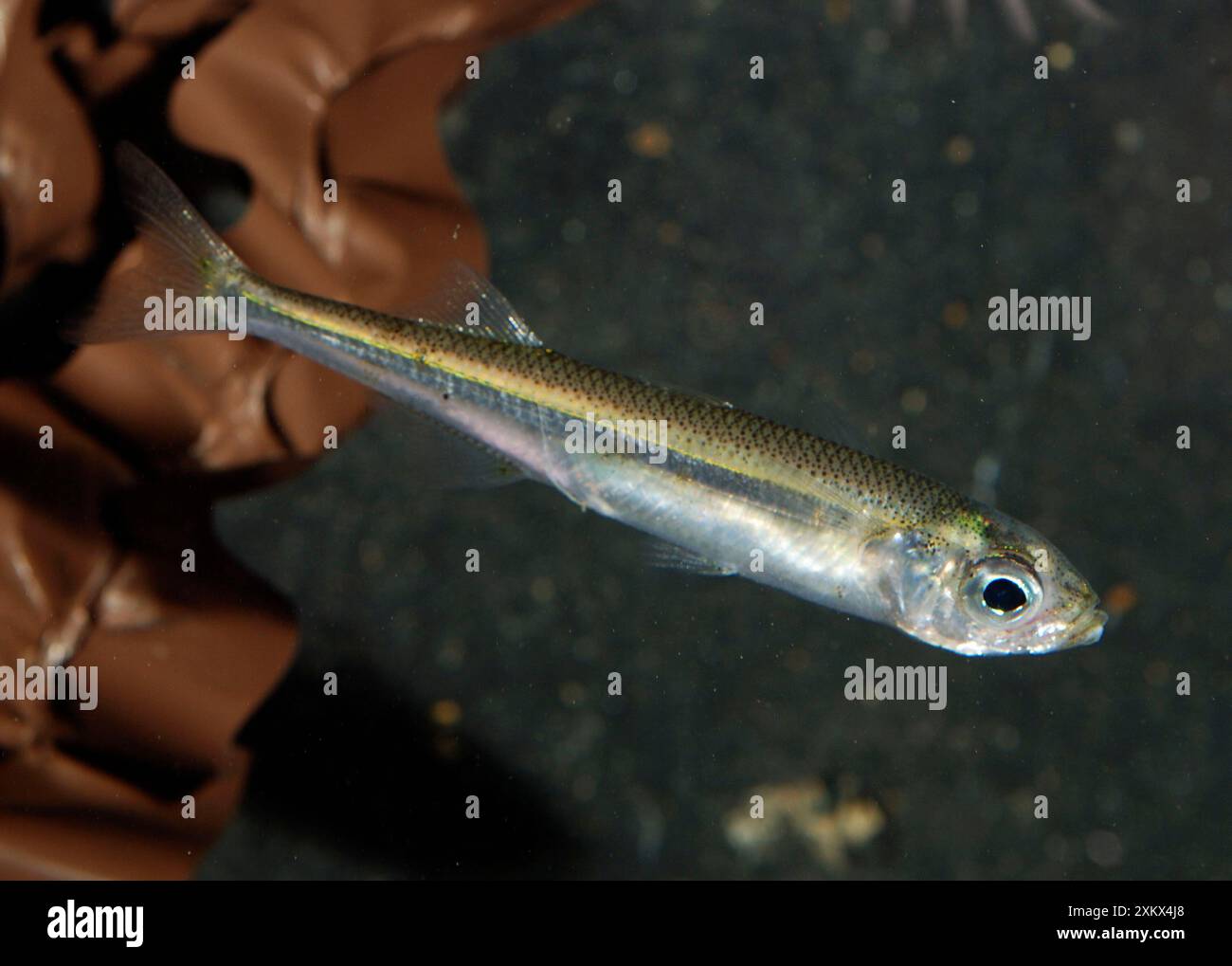 Smelt fishes hi-res stock photography and images - Alamy
