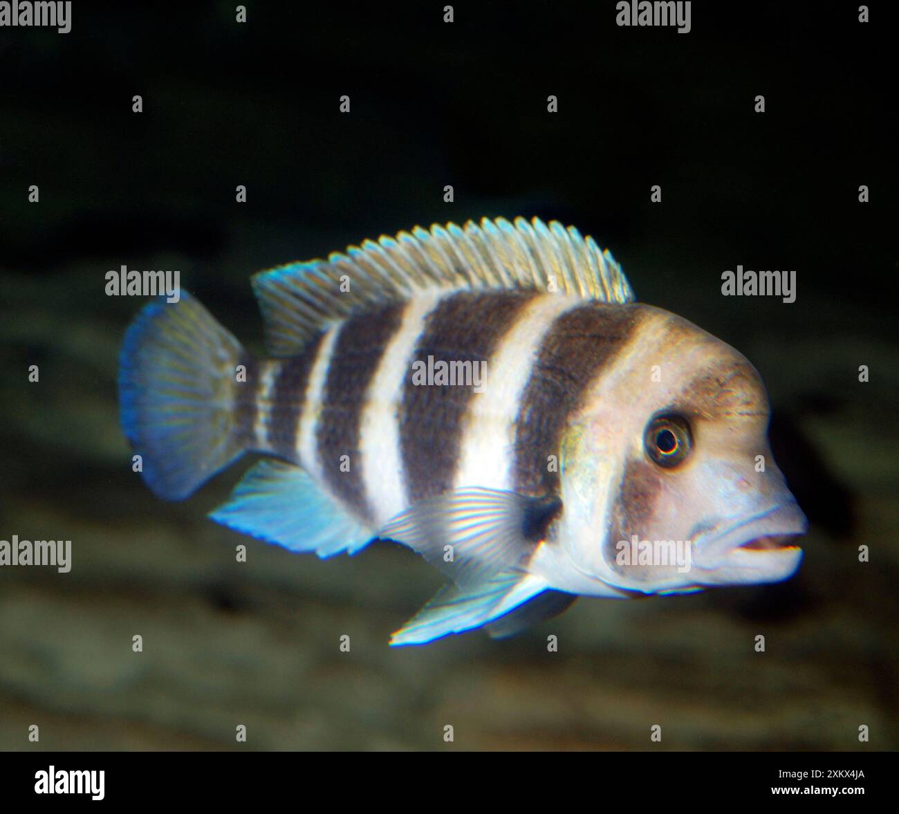 Humphead Cichlid - endemic to Lake Tanganyika Stock Photo - Alamy