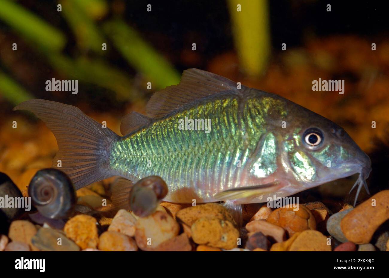 Emerald catfish brochis splendens hi-res stock photography and images ...