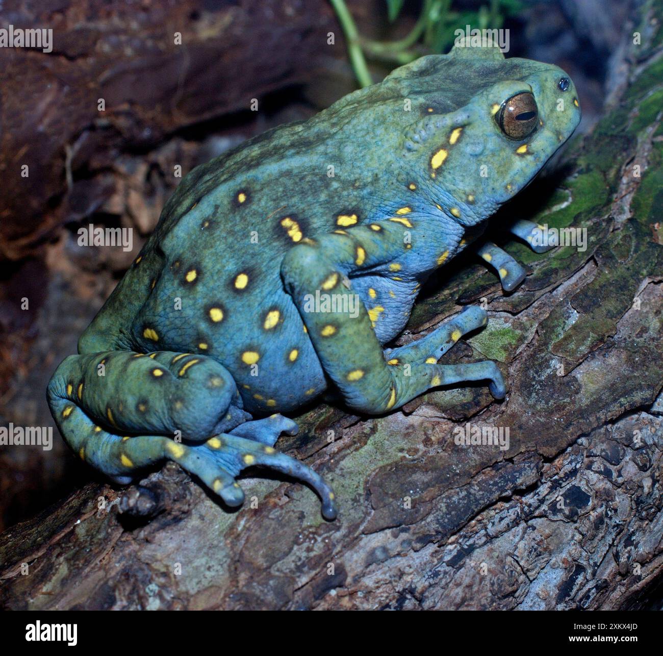 Asian reptiles hi-res stock photography and images - Alamy