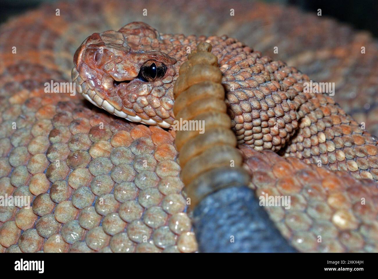 Aruba Island Rattlesnake Stock Photo - Alamy