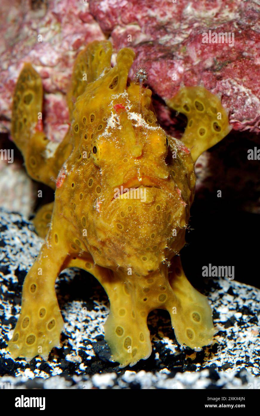 Indo pacific pacific hi-res stock photography and images - Alamy