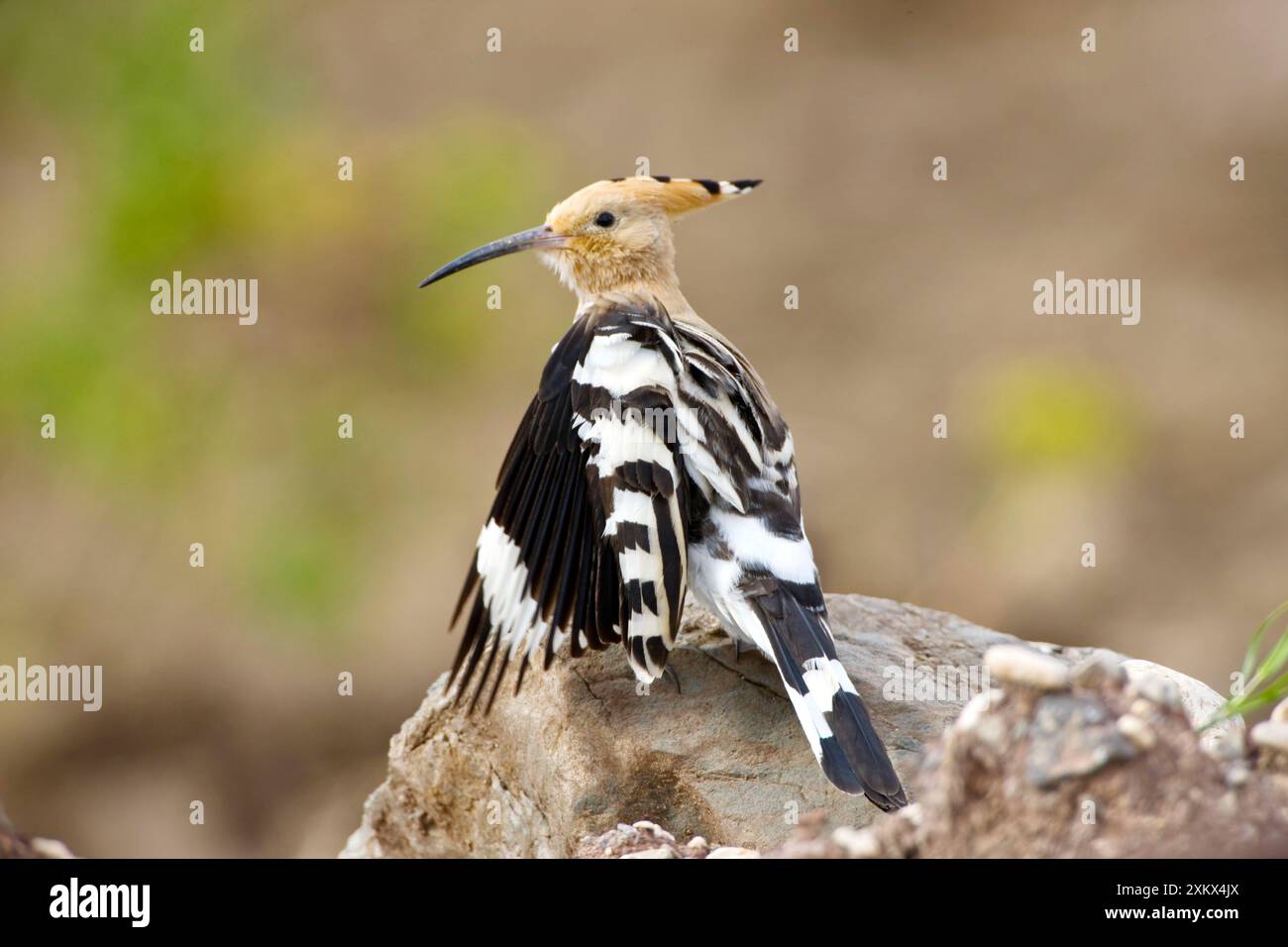 Preening its wings hi-res stock photography and images - Alamy