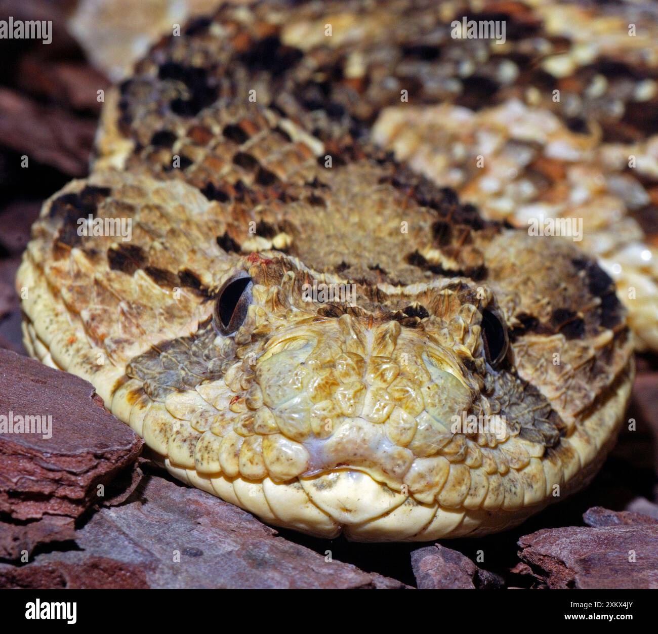 Puff adders hi-res stock photography and images - Alamy