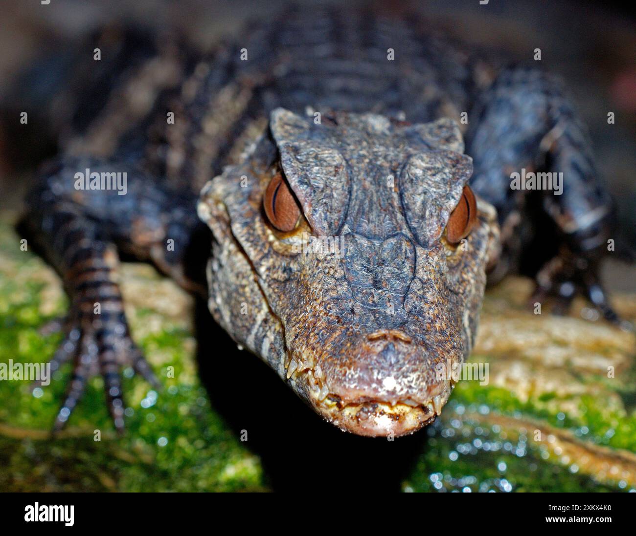 The dwarf caiman hi-res stock photography and images - Alamy