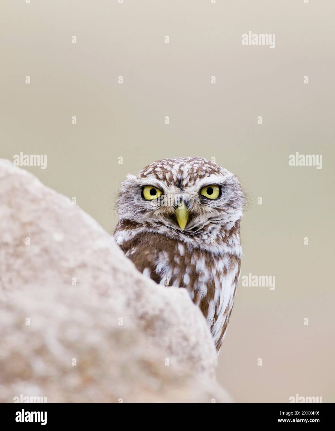 Little Owl - peering round a rock Stock Photo - Alamy