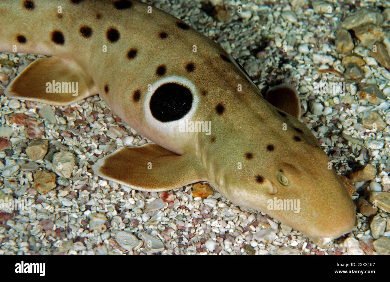 Epaulette shark hi-res stock photography and images - Alamy