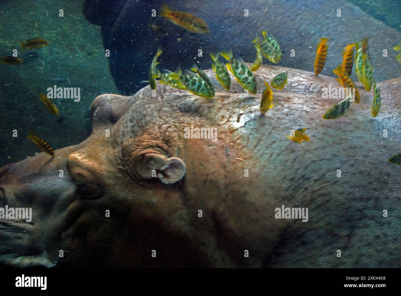 Hippopotamus underwater with cichlid fish feeding Stock Photo - Alamy